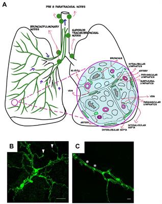 Frontiers | The lymphatic vasculature in lung function and respiratory disease